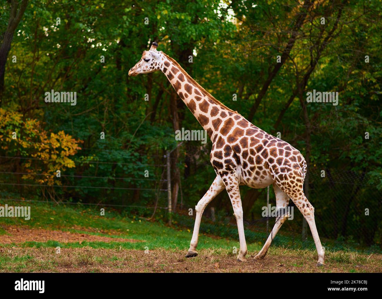 One or two giraffes roaming inside their enclosure at the Bronx zoo in ...