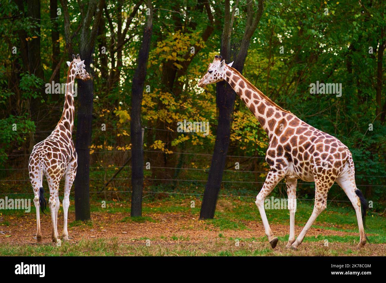 One or two giraffes roaming inside their enclosure at the Bronx zoo in ...