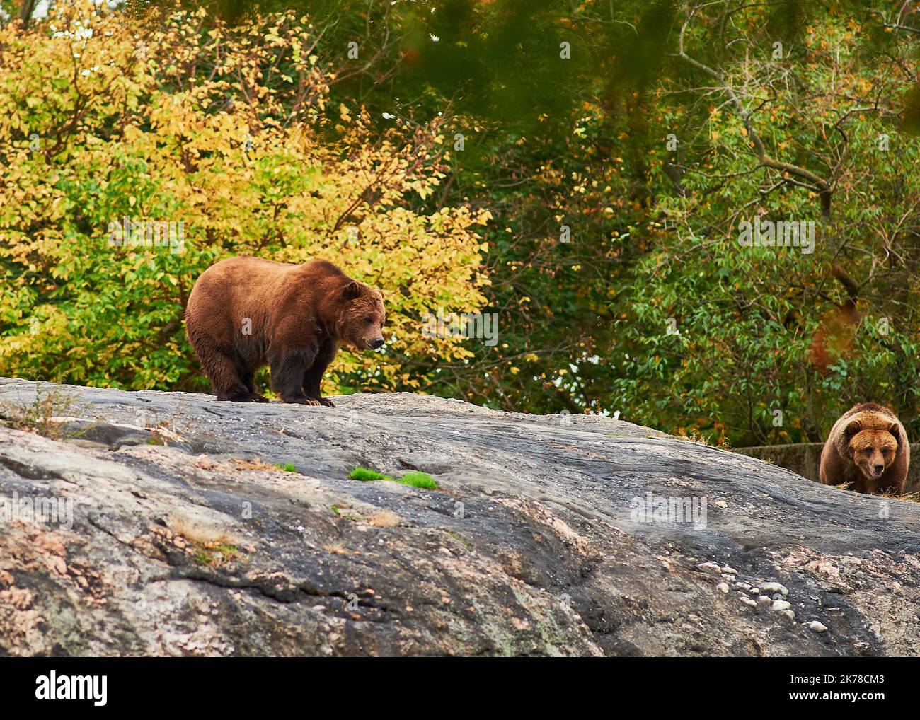 Brown Grizzly bears are roaming their enclosure at the Bronx zoo Stock ...