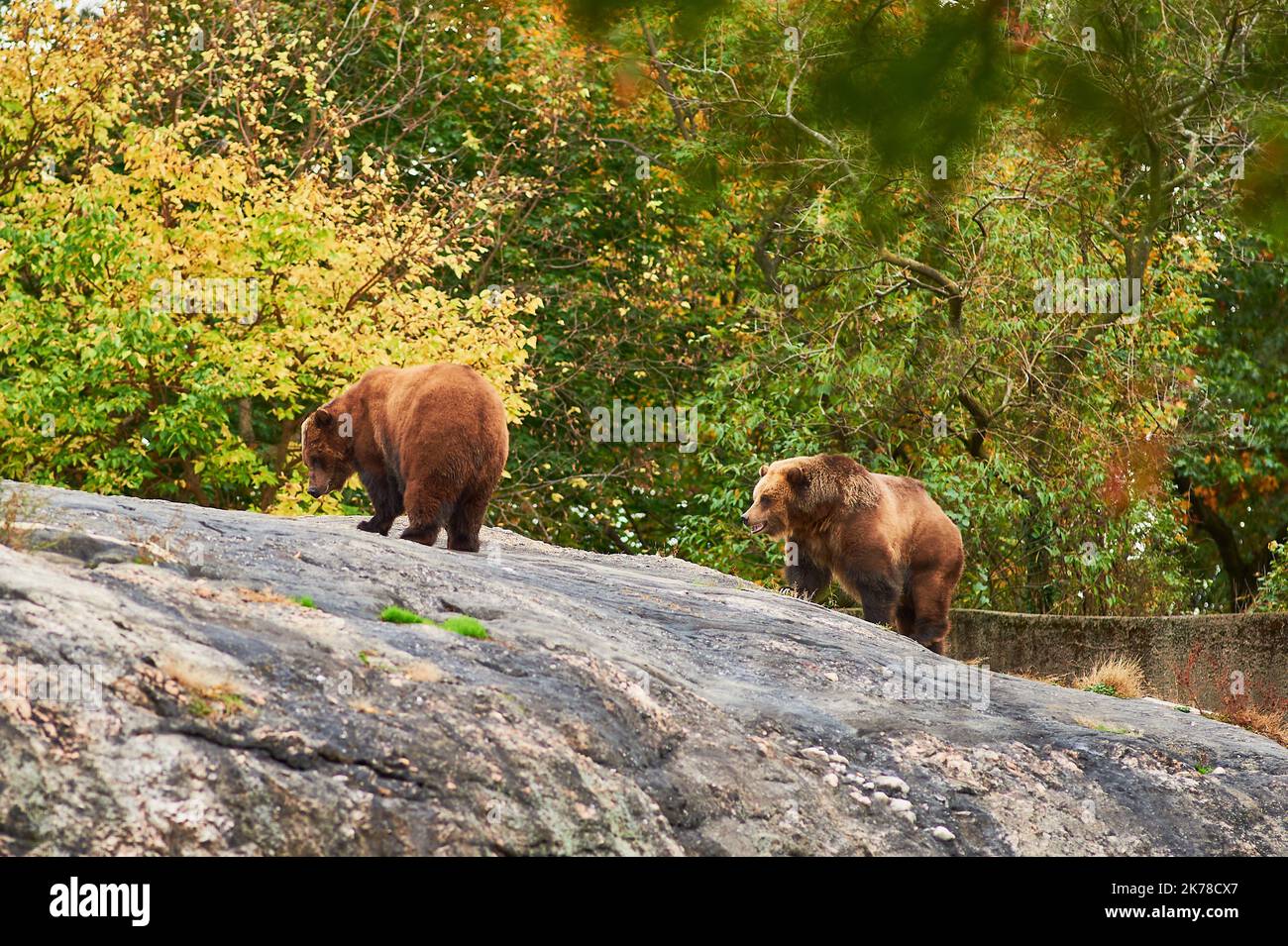 Brown Grizzly bears are roaming their enclosure at the Bronx zoo Stock ...