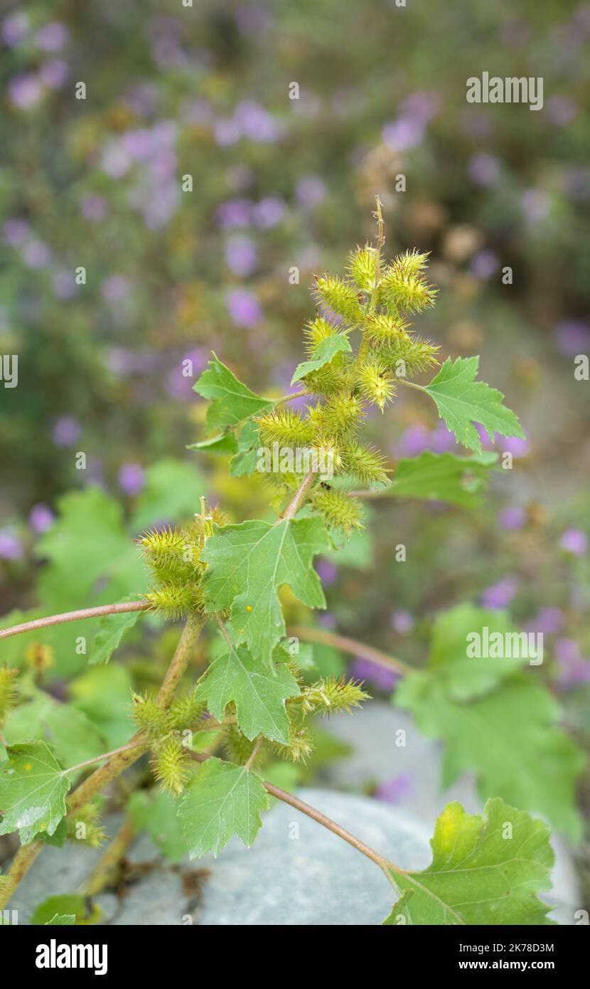 Xanthium Strumarium Flower