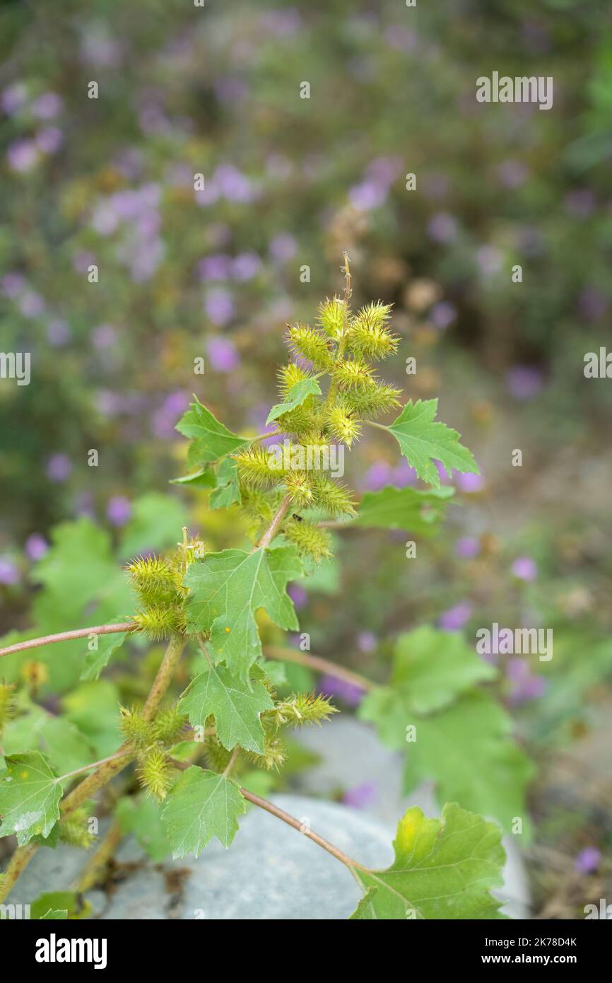Cocklebur plant fruit hi-res stock photography and images - Alamy