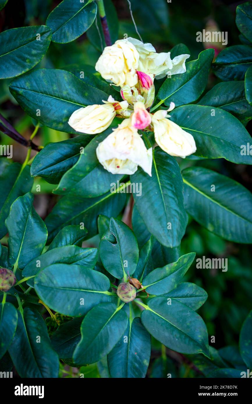Close up natural plant portrait of Rhododendron 'Hatsu-giri' Stock ...