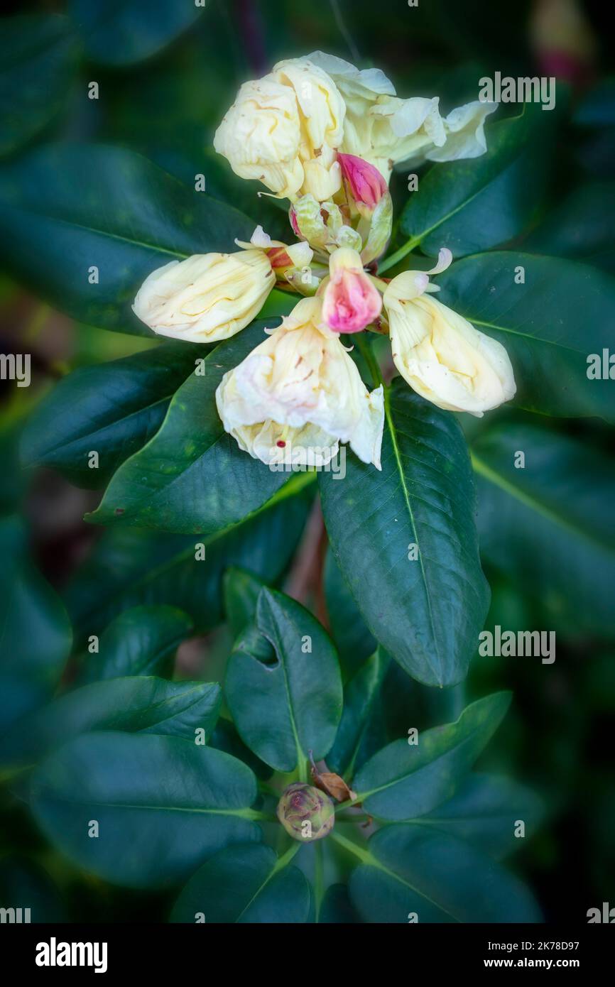 Close up natural plant portrait of Rhododendron 'Hatsu-giri' Stock ...