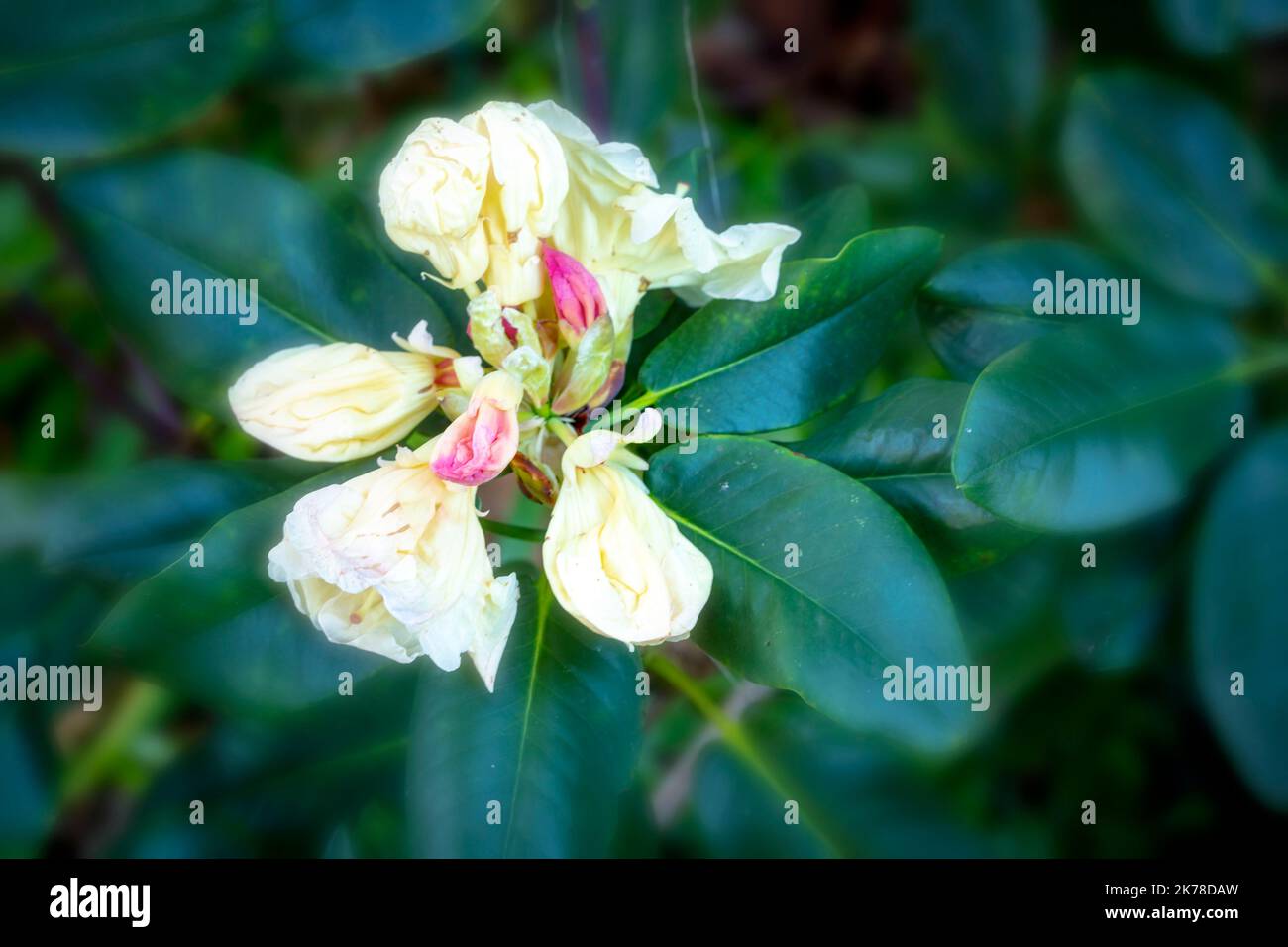 Close up natural plant portrait of Rhododendron 'Hatsu-giri' Stock ...