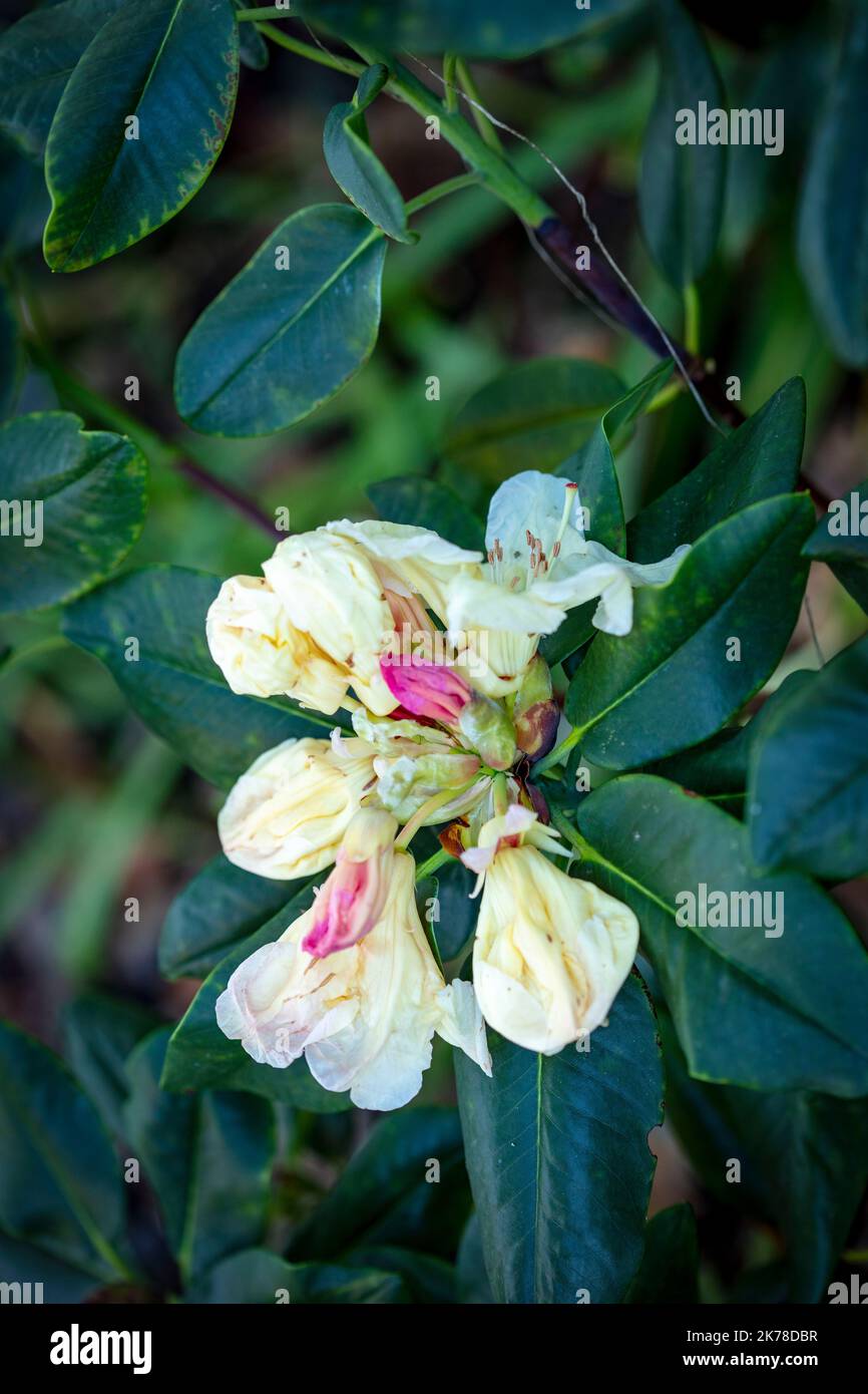 Close up natural plant portrait of Rhododendron 'Hatsu-giri' Stock ...