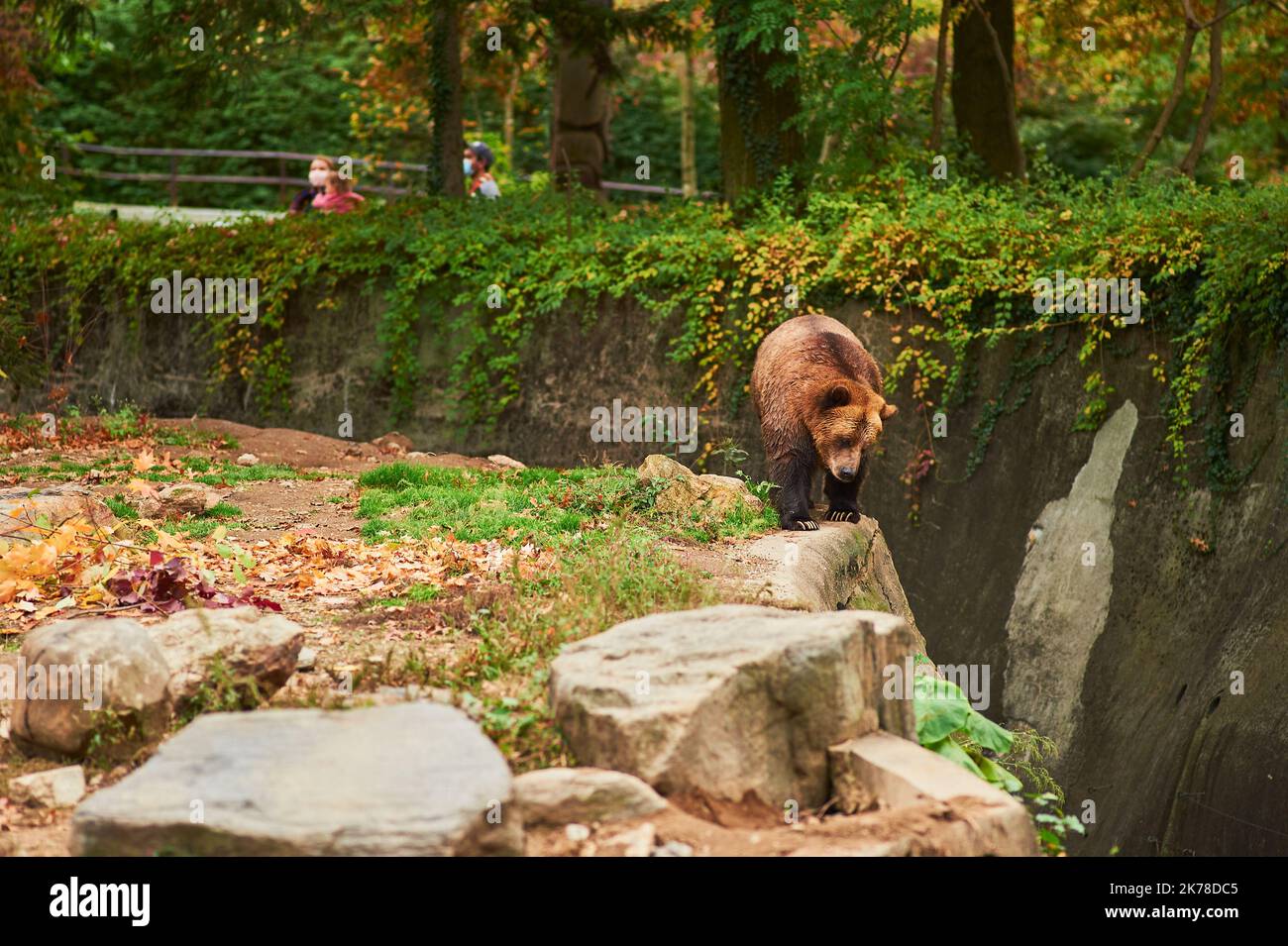 Brown Grizzly bears are roaming their enclosure at the Bronx zoo Stock ...