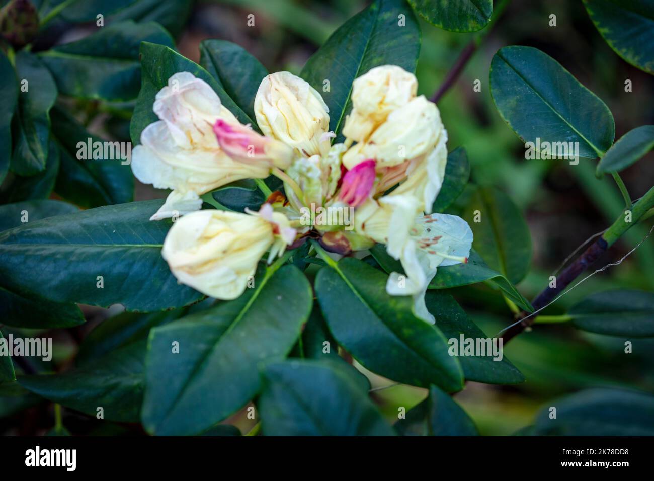 Close up natural plant portrait of Rhododendron 'Hatsu-giri' Stock ...