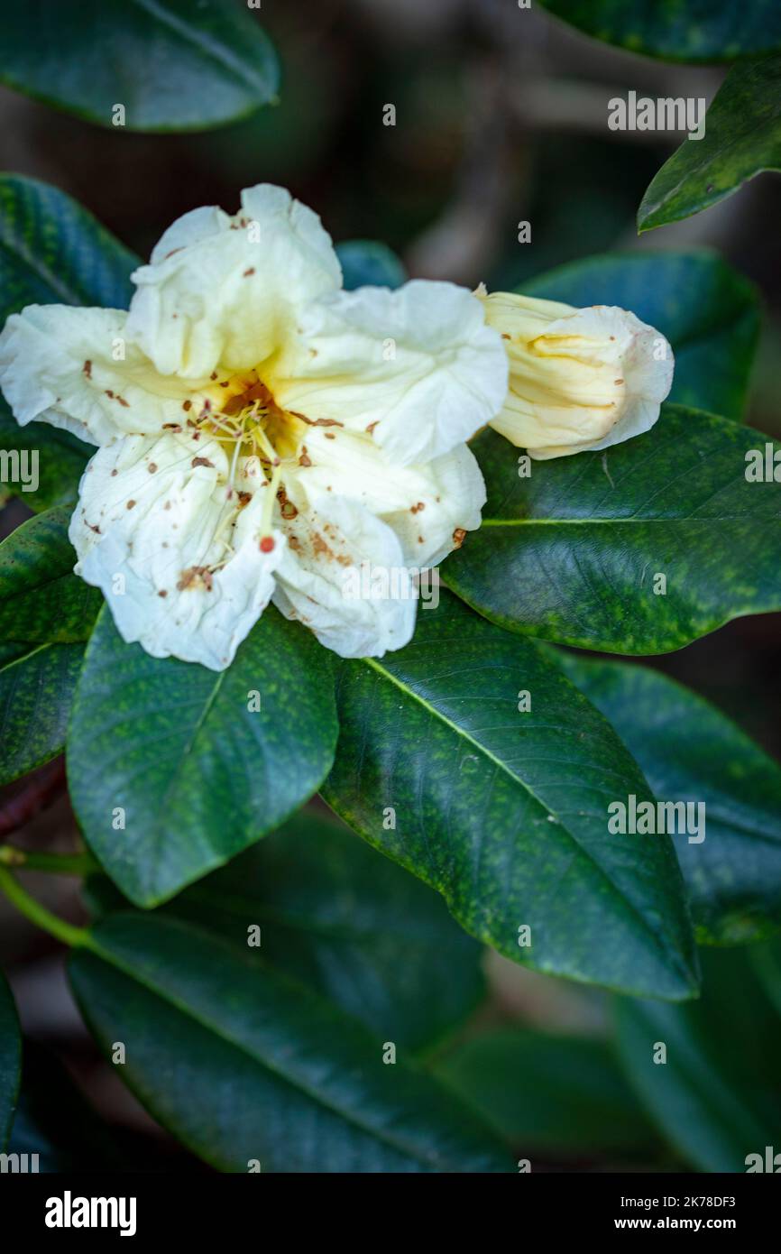 Close up natural plant portrait of Rhododendron 'Hatsu-giri' Stock ...