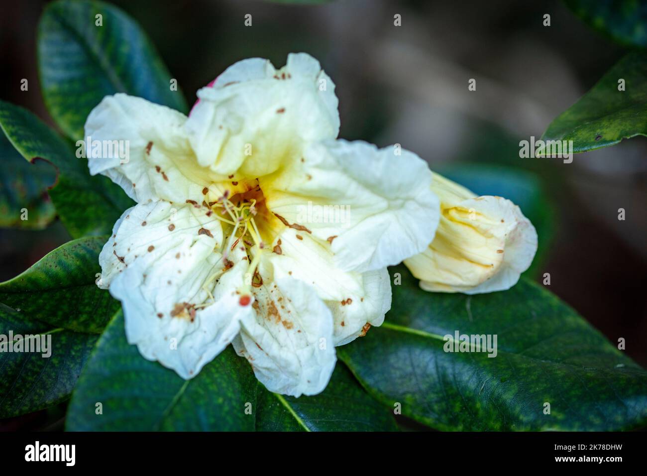 Close up natural plant portrait of Rhododendron 'Hatsu-giri' Stock ...