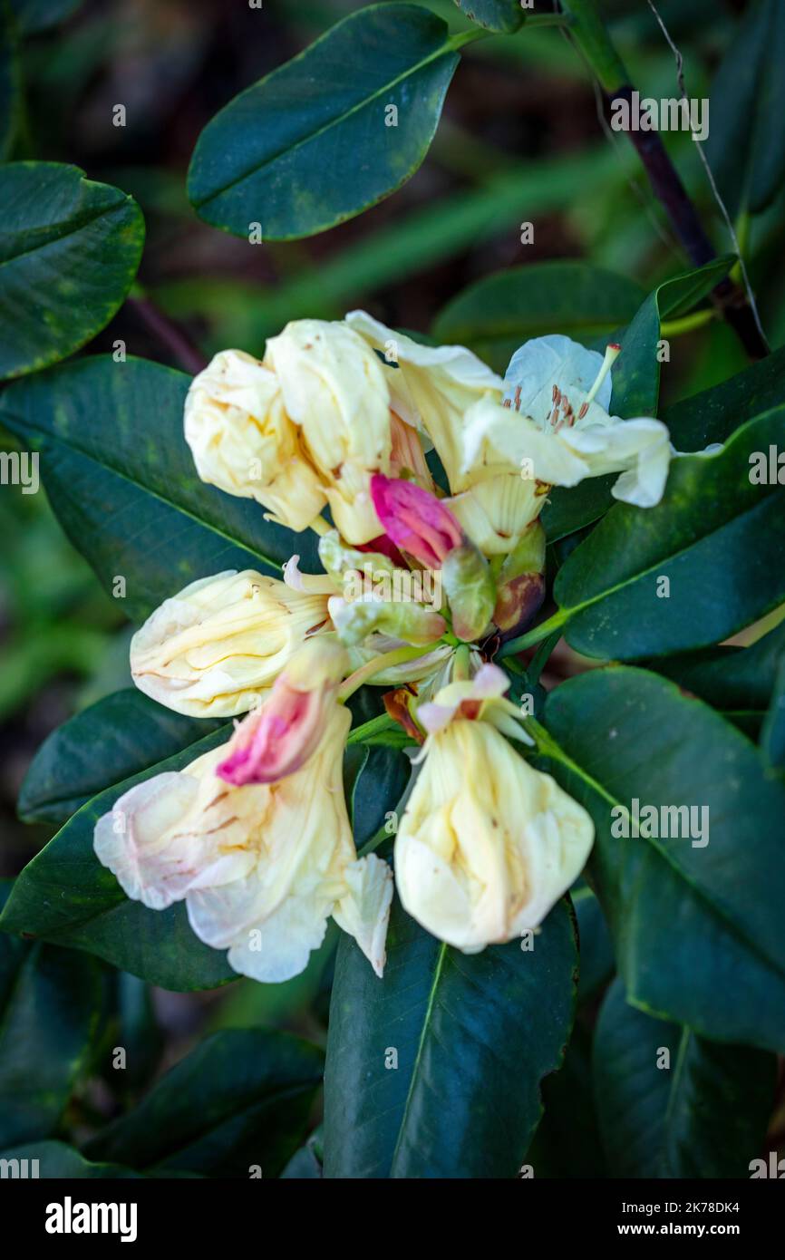 Close up natural plant portrait of Rhododendron 'Hatsu-giri' Stock ...