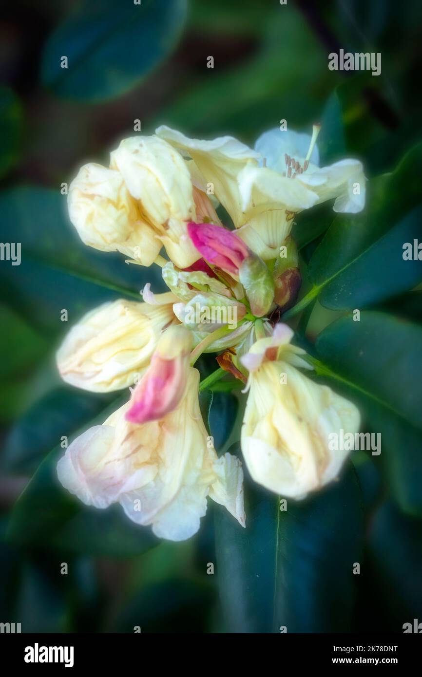 Close up natural plant portrait of Rhododendron 'Hatsu-giri' Stock ...