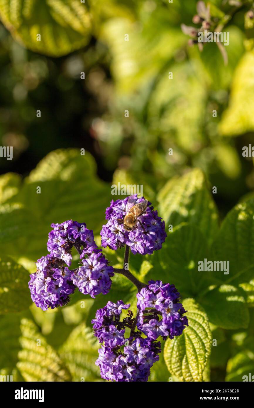 Close up natural plant / flower portrait of Heliotropium Arborescens ...
