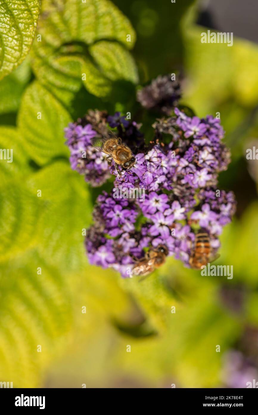 Close up natural plant / flower portrait of Heliotropium Arborescens ...