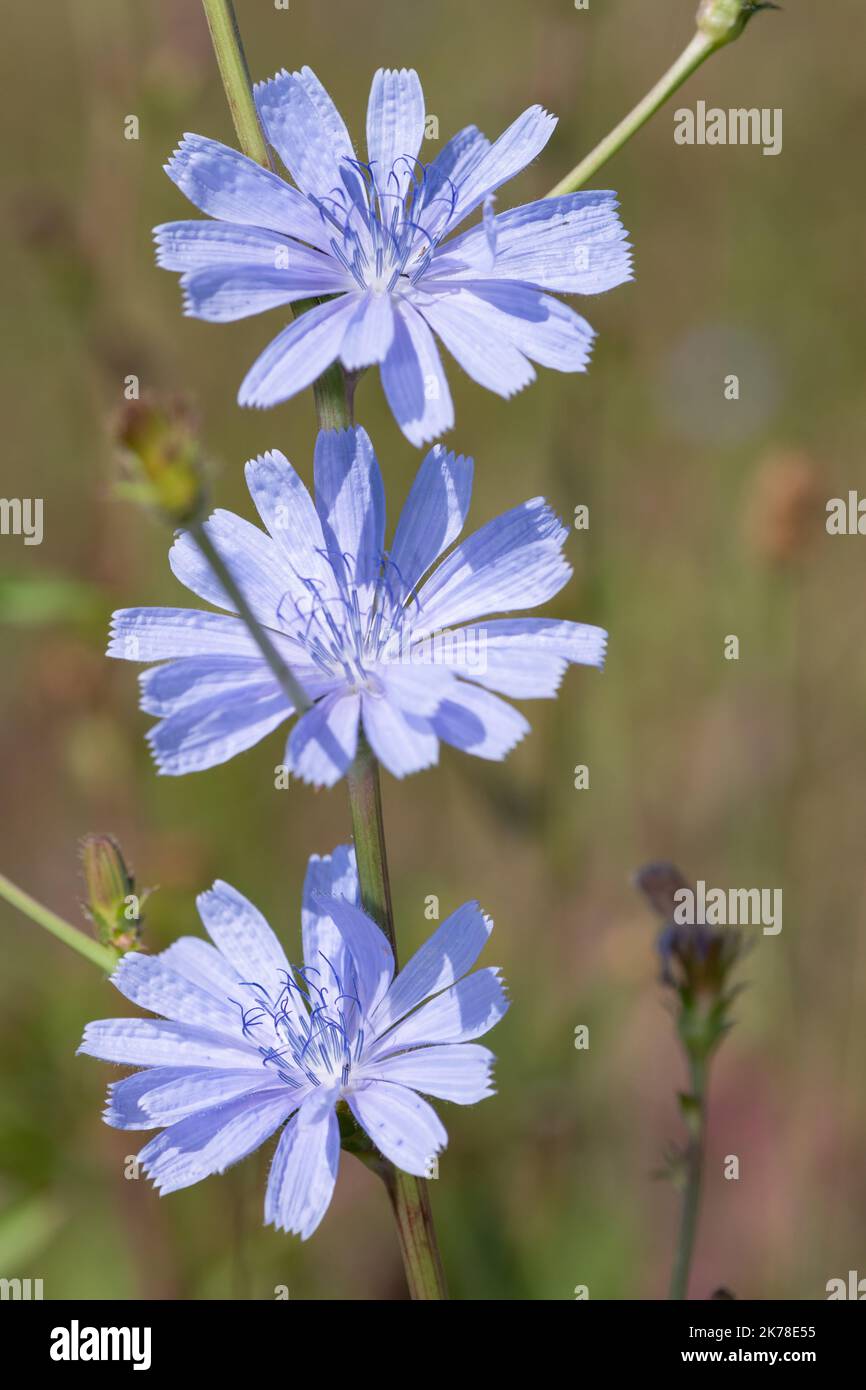 Close up of blue chicory (cichorium intybus) flowers in bloom Stock ...
