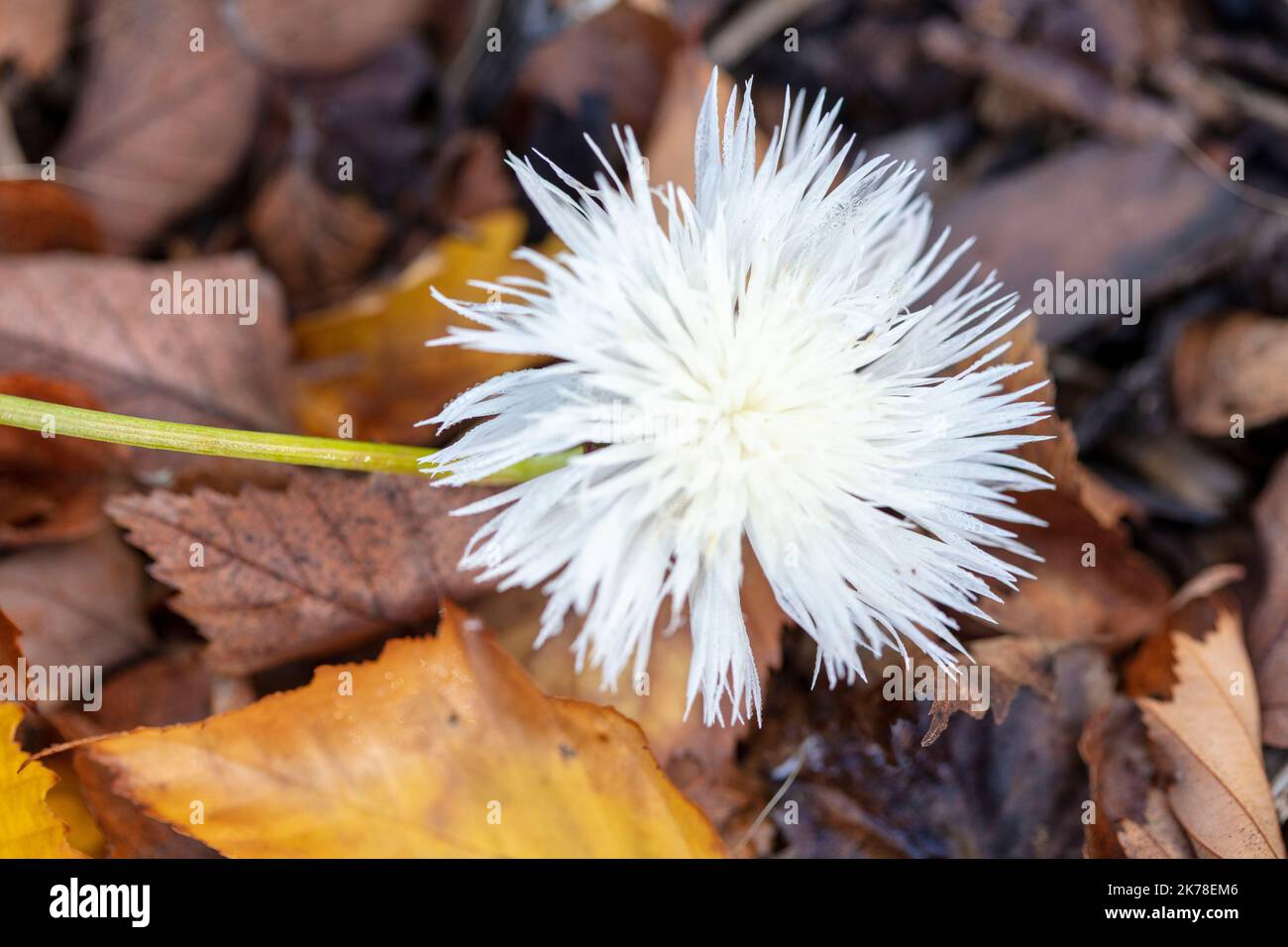 Charming Amberboa moschata 'The Bride’, sweet sultan 'The Bride ...