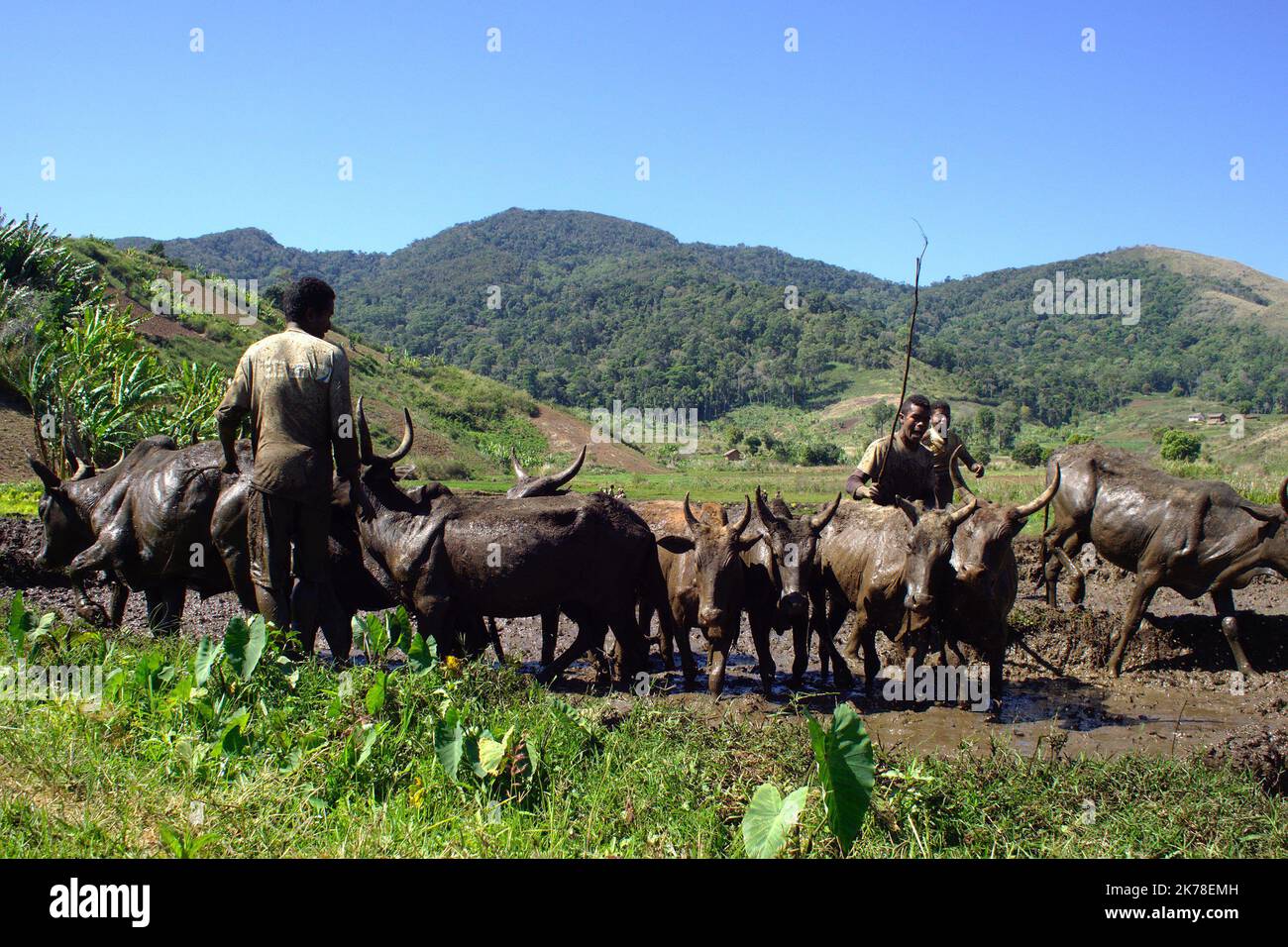 Zebu madagascar profil hi-res stock photography and images - Alamy