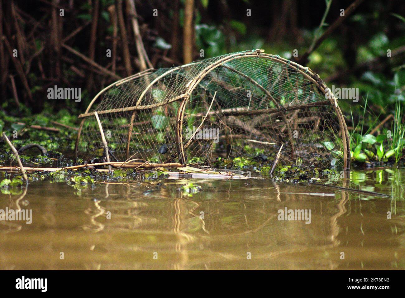 Flore madagascar hi-res stock photography and images - Alamy