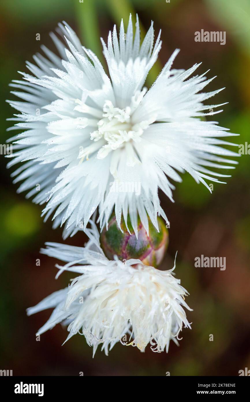 Charming Amberboa moschata 'The Bride’, sweet sultan 'The Bride ...
