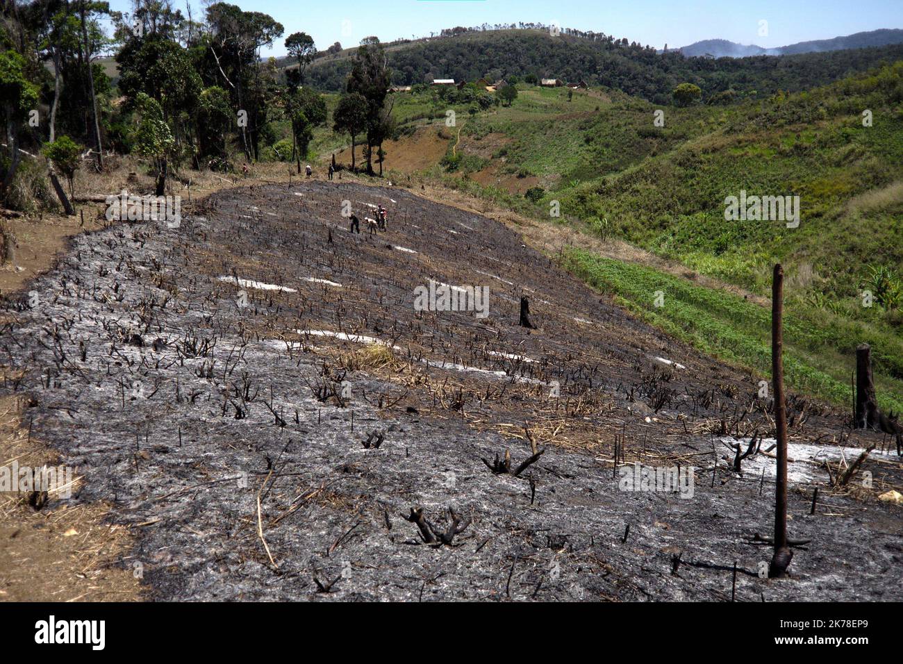 Plante de riz hi-res stock photography and images - Alamy