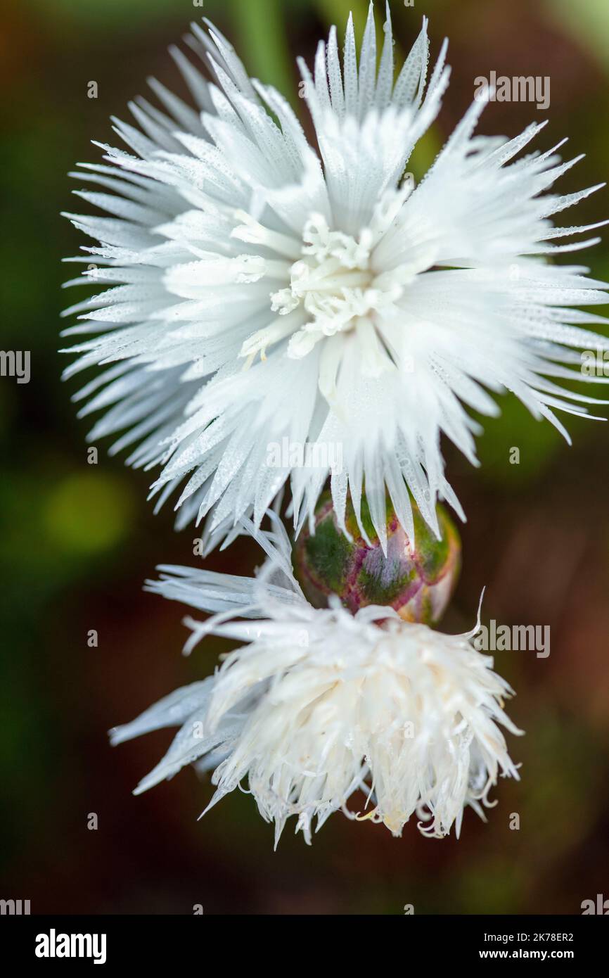 Charming Amberboa moschata 'The Bride’, sweet sultan 'The Bride ...