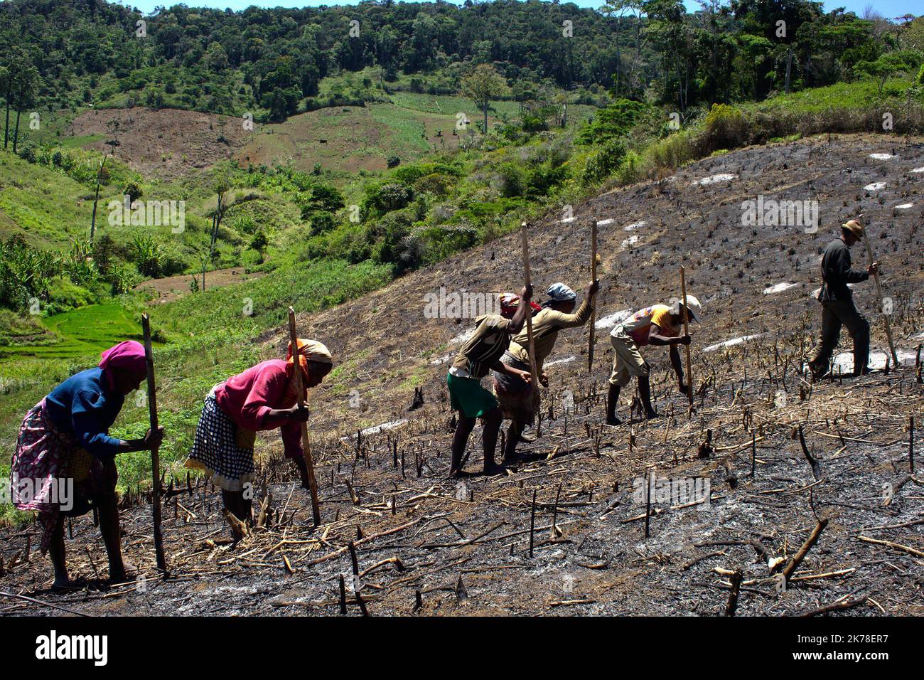 Plante de terre hi-res stock photography and images - Alamy