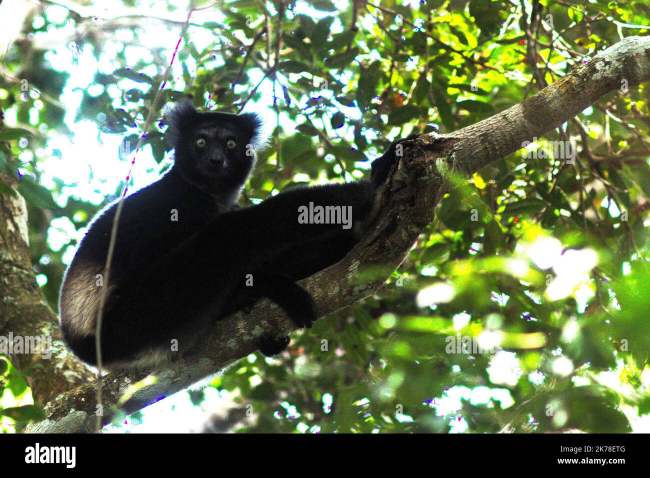 Lemurides hi-res stock photography and images - Alamy