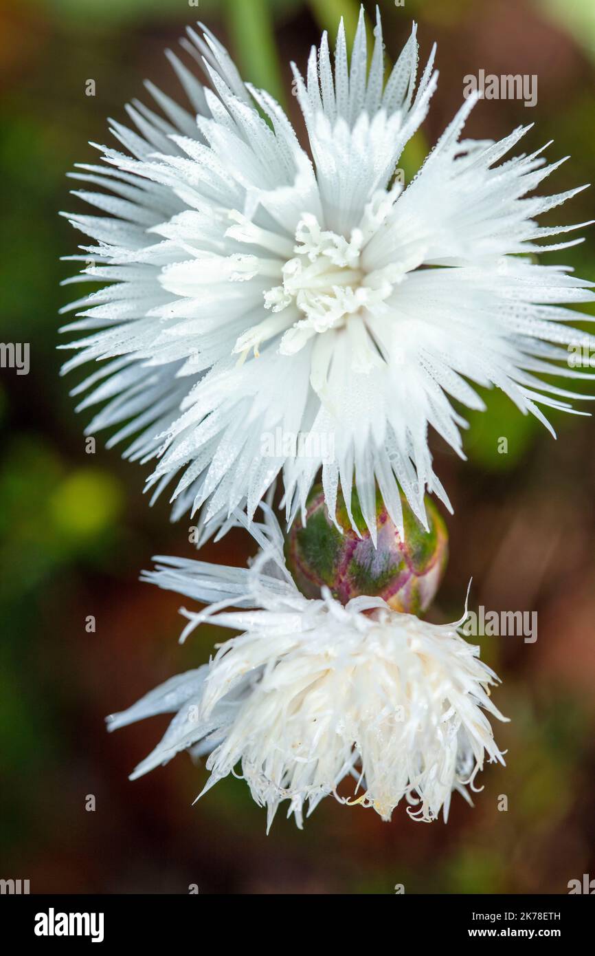 Charming Amberboa moschata 'The Bride’, sweet sultan 'The Bride ...