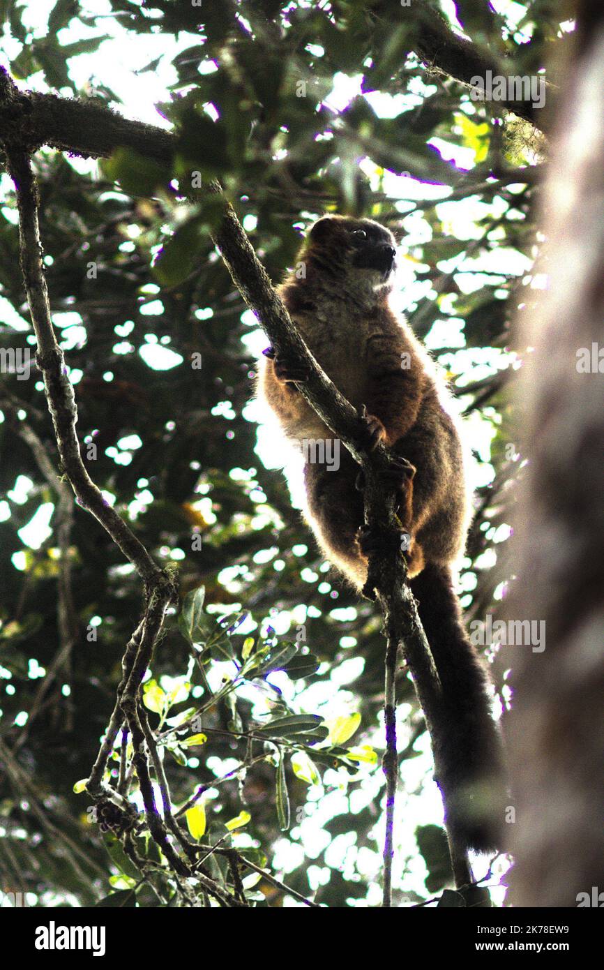 Zahamena national park hi-res stock photography and images - Alamy