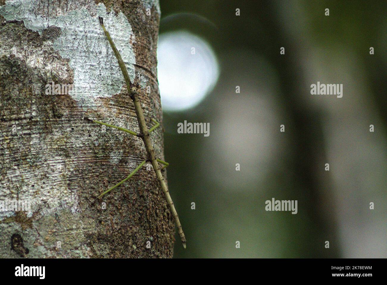 Insecte de madagascar hi-res stock photography and images - Alamy
