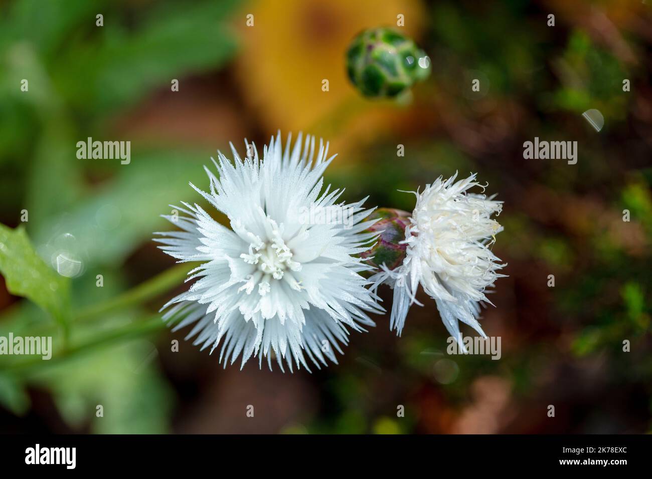 Charming Amberboa moschata 'The Bride’, sweet sultan 'The Bride ...