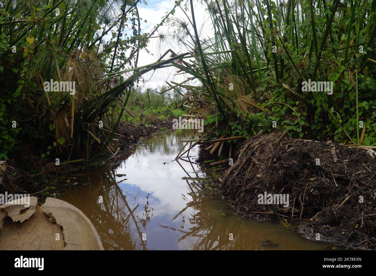Animal dans le lac hi-res stock photography and images - Alamy
