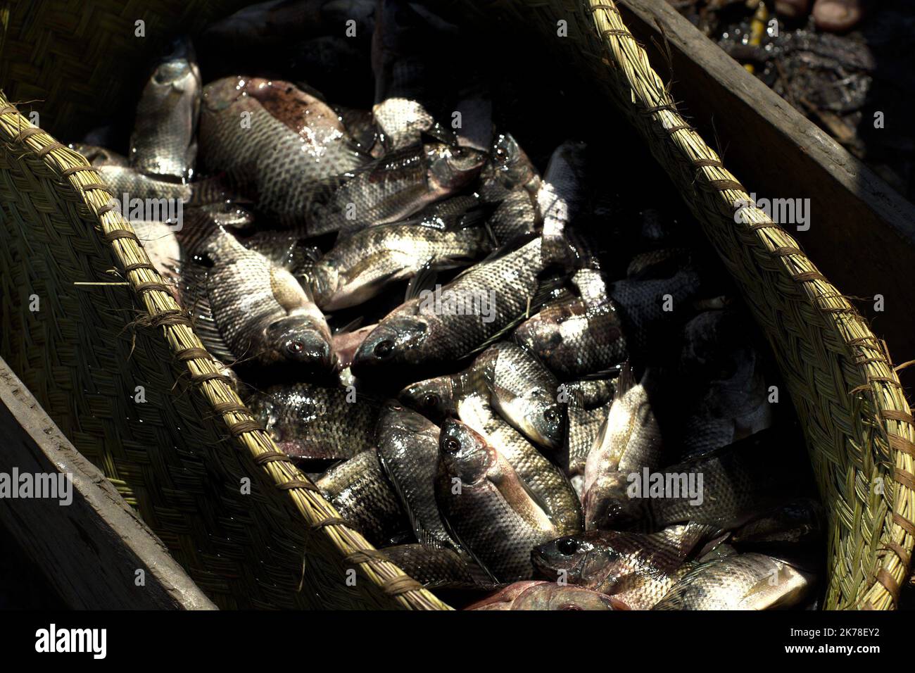 Beaucoup de poissons hi-res stock photography and images - Alamy