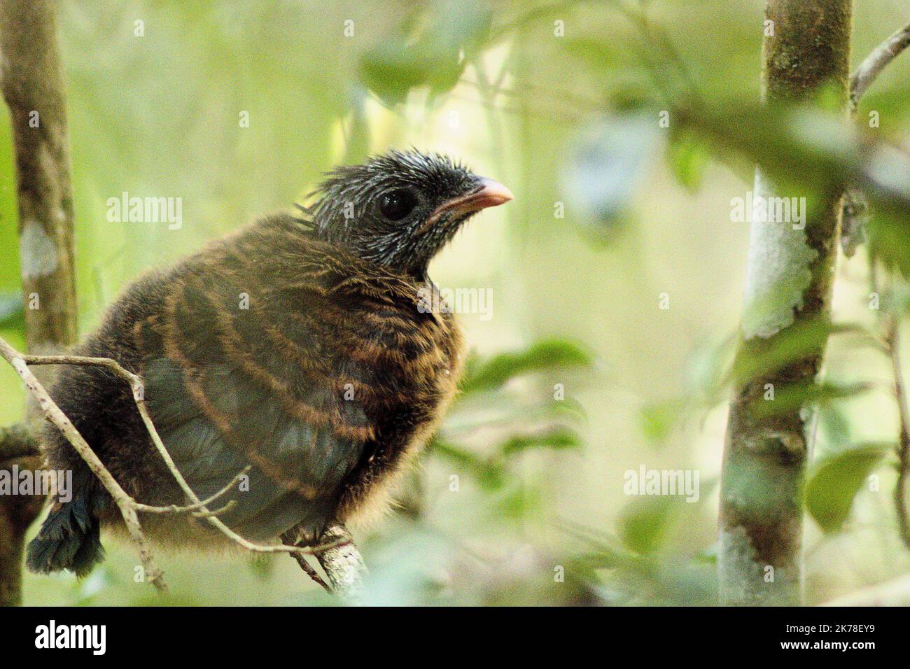 Petit oiseau dans un arbre hi-res stock photography and images - Alamy