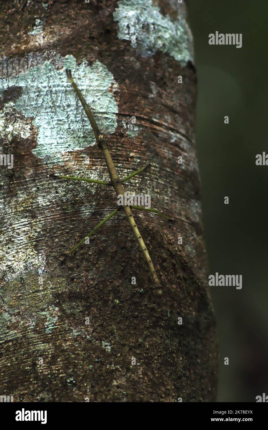 Insecte de madagascar hi-res stock photography and images - Alamy