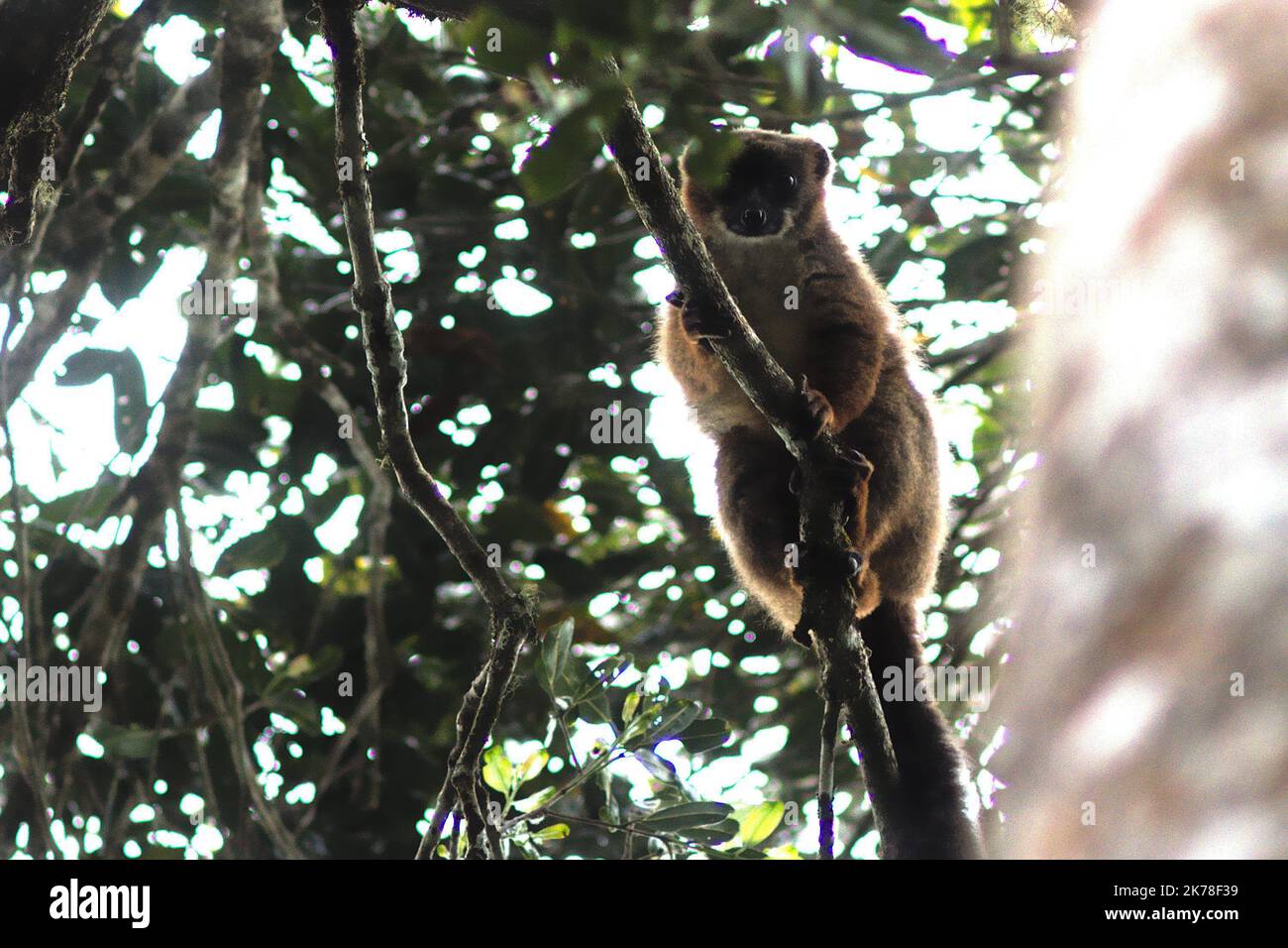 Lémurien de madagascar hi-res stock photography and images - Alamy