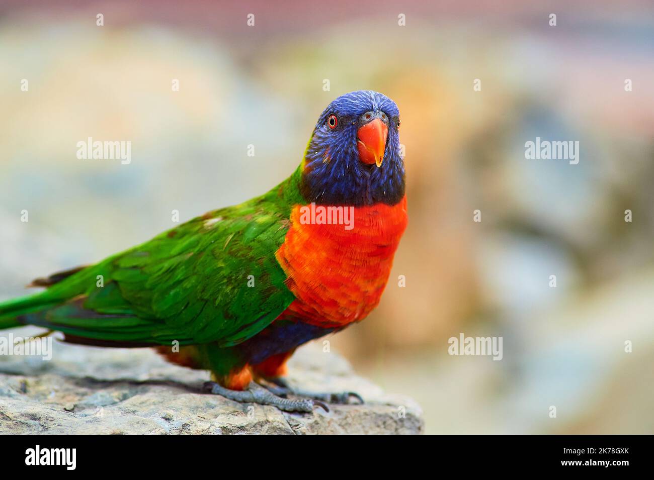 A rainbow lorikeet posing in the rock garden at the aviary Stock Photo ...
