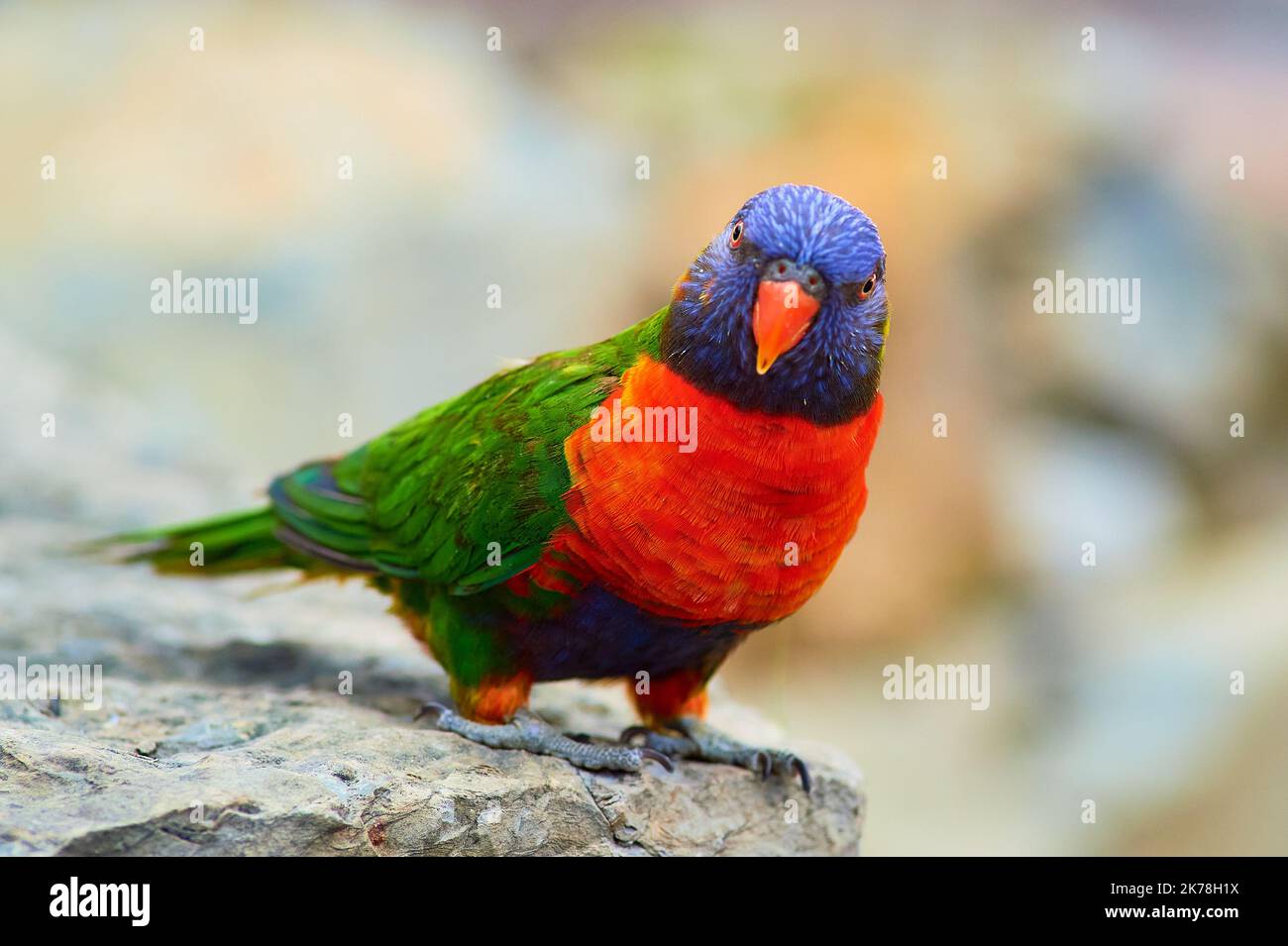 A rainbow lorikeet posing in the rock garden at the aviary Stock Photo ...