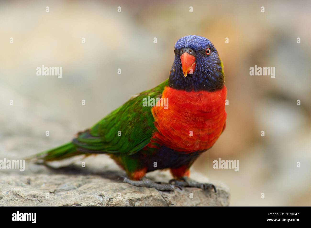 A rainbow lorikeet posing in the rock garden at the aviary Stock Photo ...