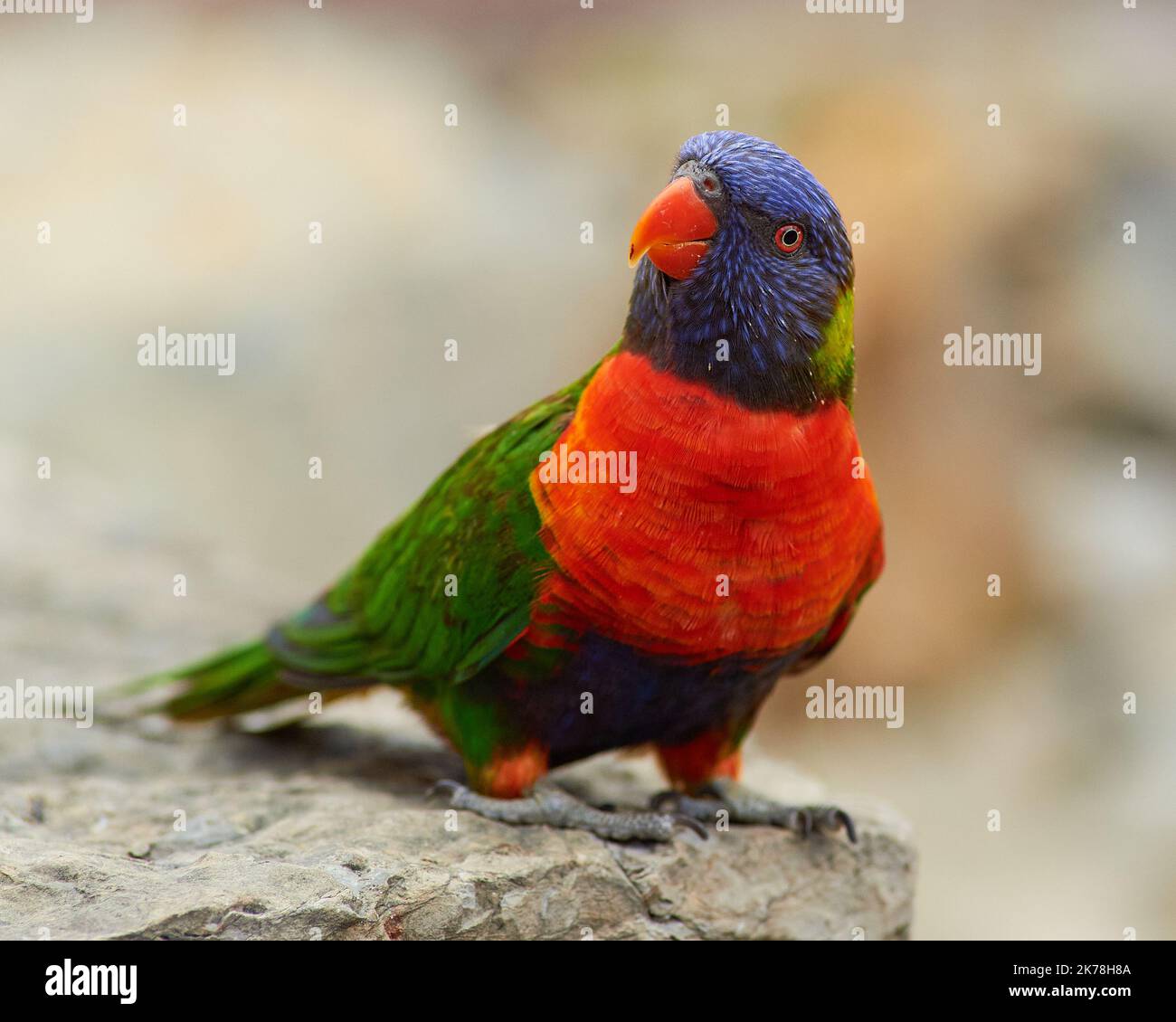 A rainbow lorikeet posing in the rock garden at the aviary Stock Photo ...