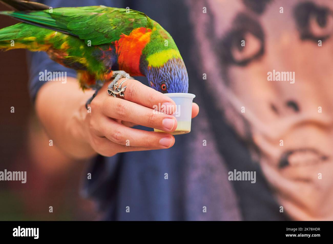 rainbow lorikeets being hand fed at the aviary Stock Photo - Alamy