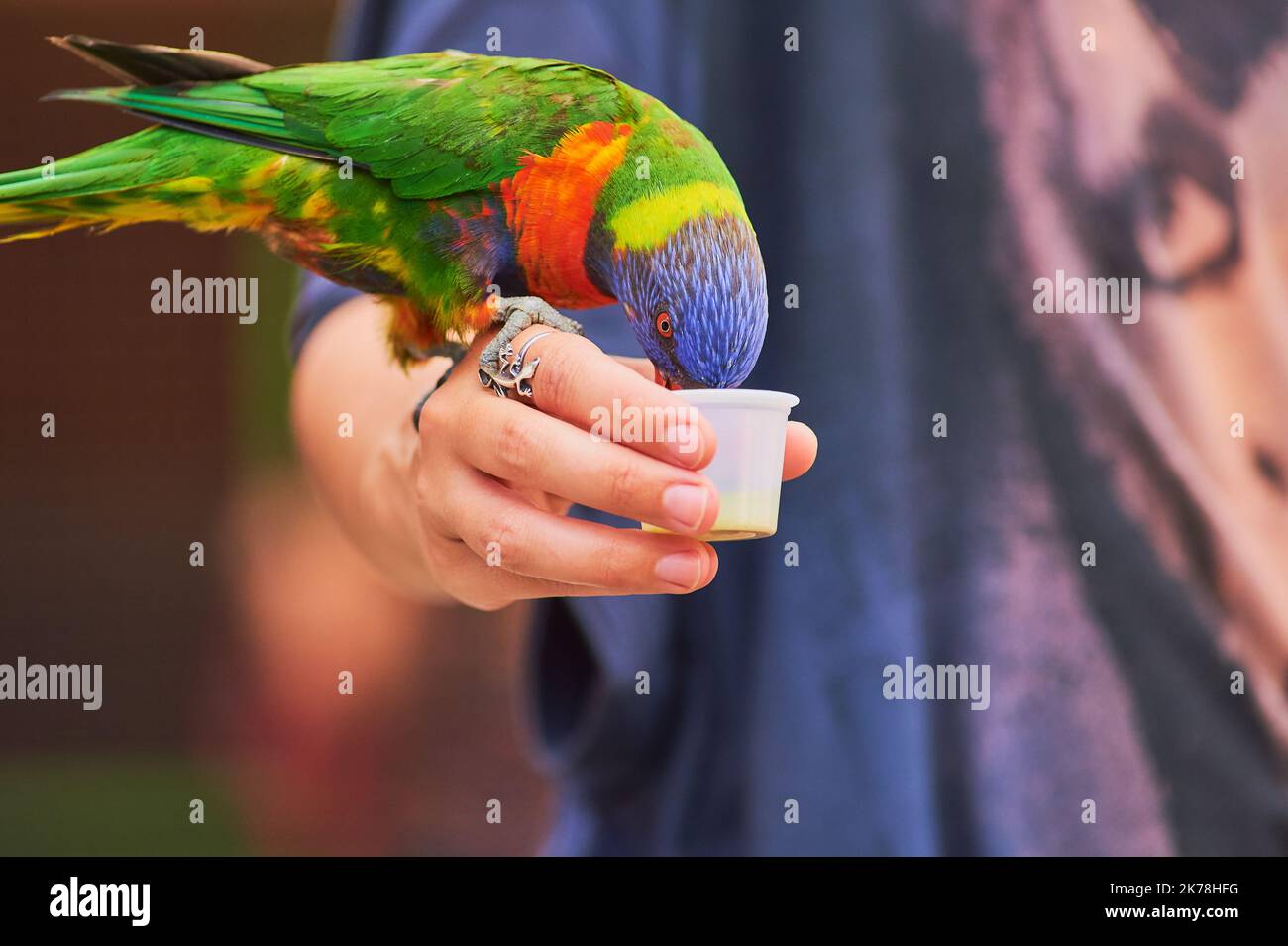 rainbow lorikeets being hand fed at the aviary Stock Photo - Alamy
