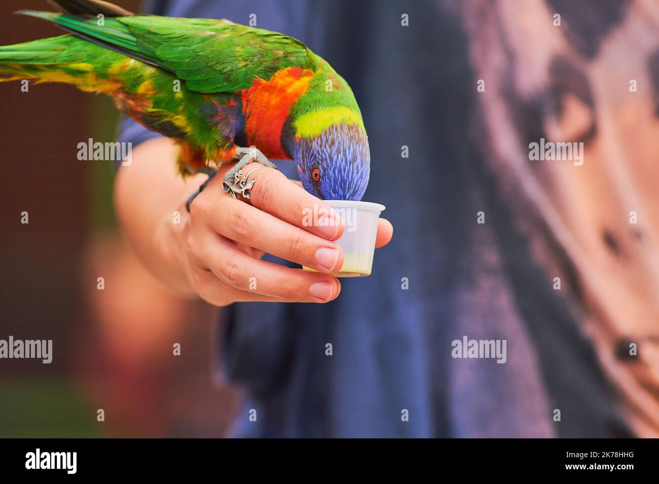 rainbow lorikeets being hand fed at the aviary Stock Photo - Alamy