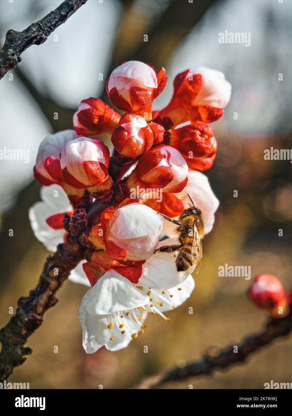 Pollination of blooming flowers by bees Stock Photo - Alamy
