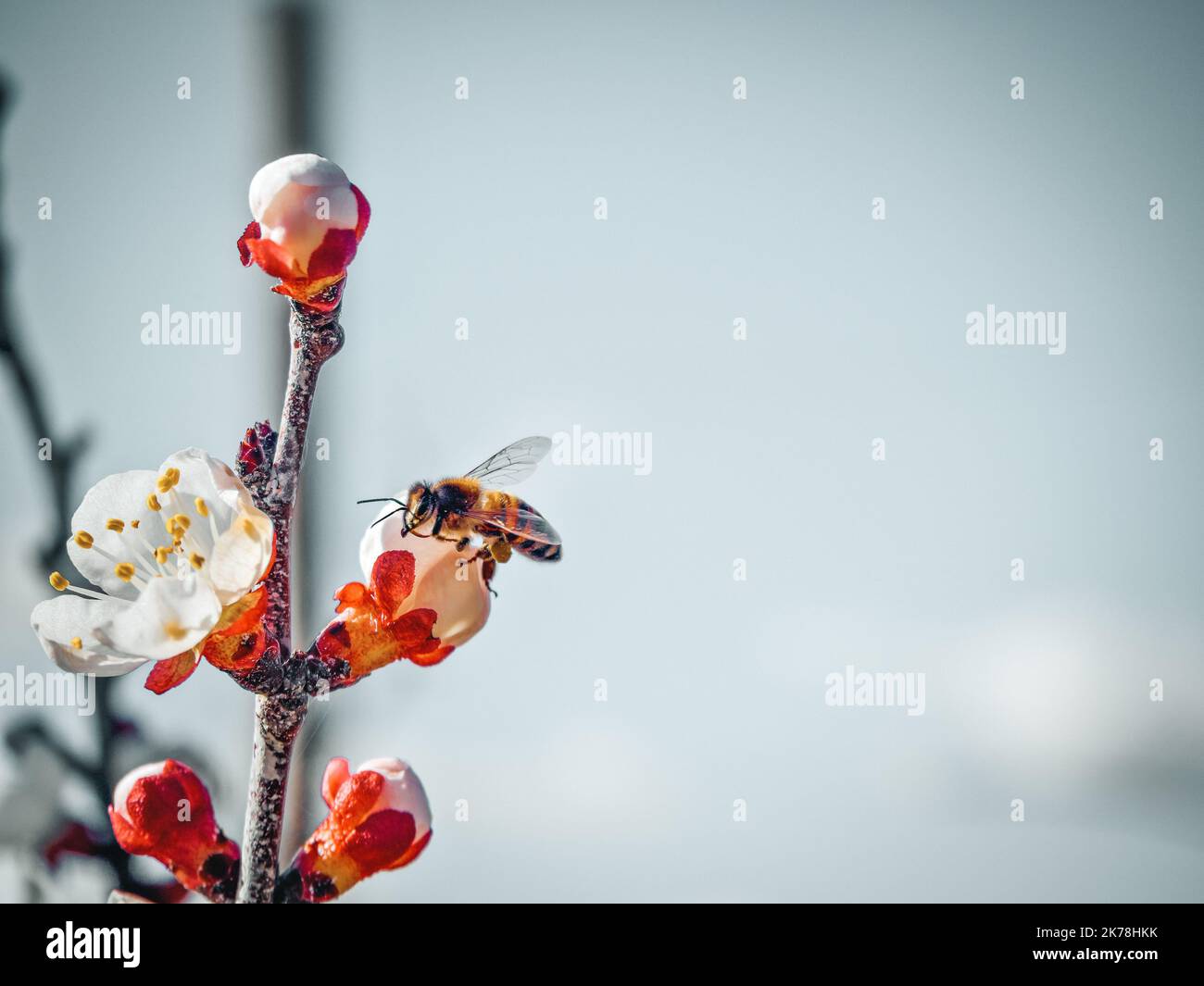 Pollination of blooming flowers by bees Stock Photo - Alamy