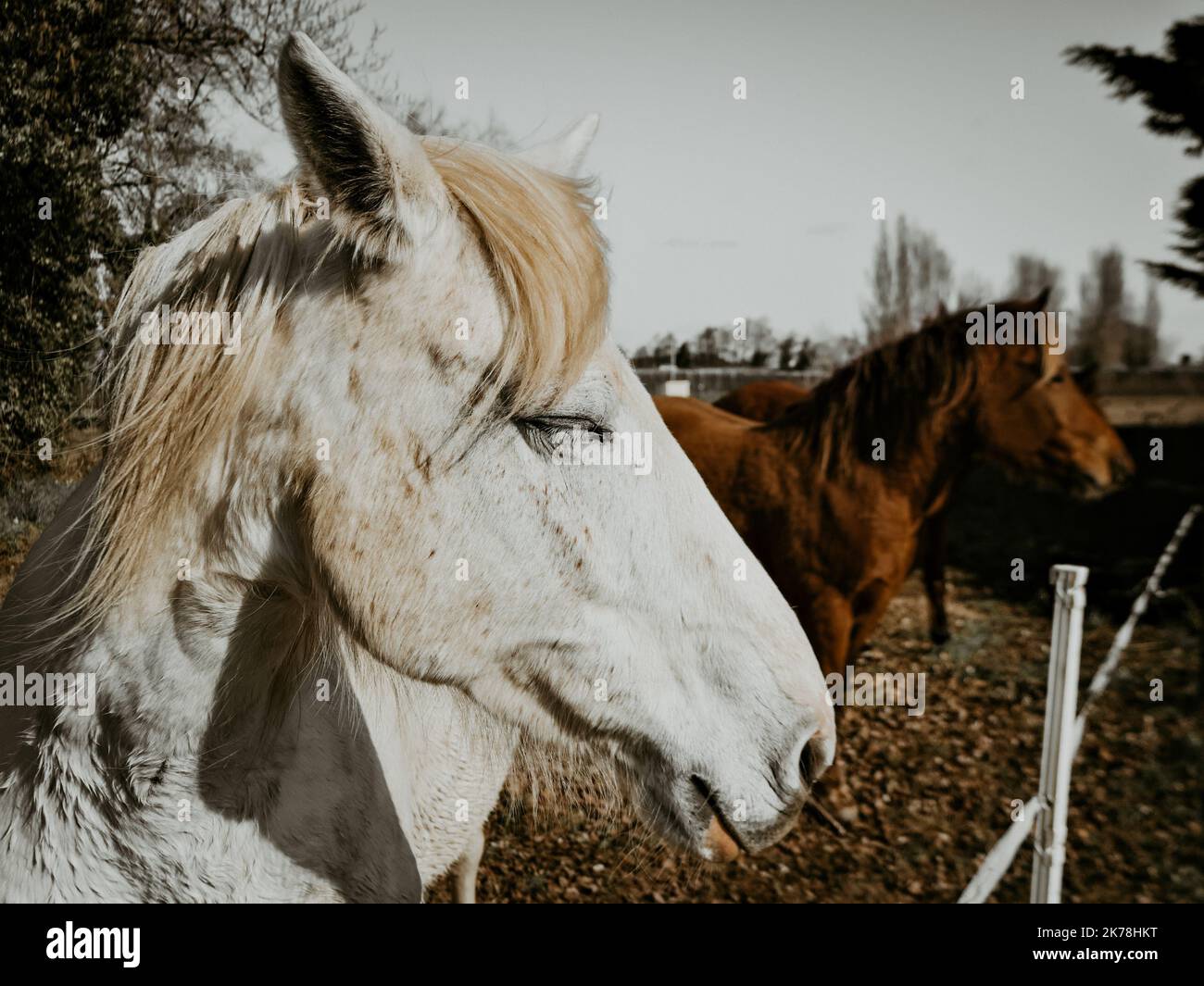 White sleepy horse with a blonde mane in the pasture Stock Photo - Alamy