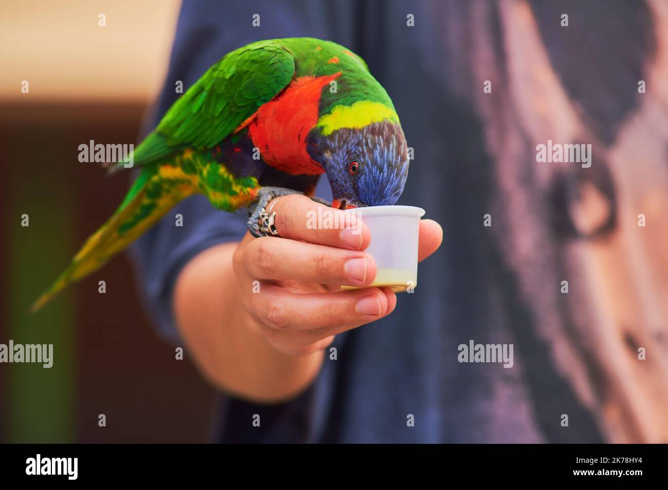 rainbow lorikeets being hand fed at the aviary Stock Photo - Alamy