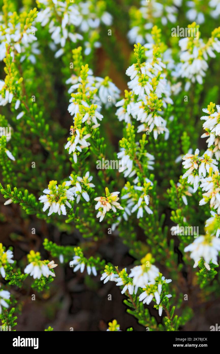 Tight close-up flower portrait of Calluna vulgaris 'Aurelia' (Garden ...