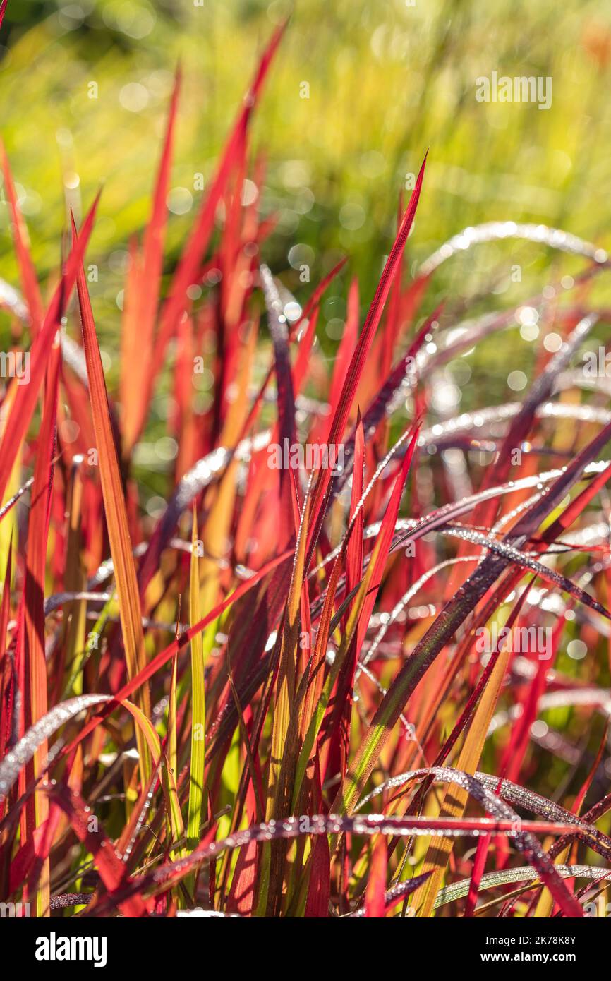 Outstanding Imperata cylindrica ‘Rubra’, cogon grass ‘Rubra’, Japanese ...