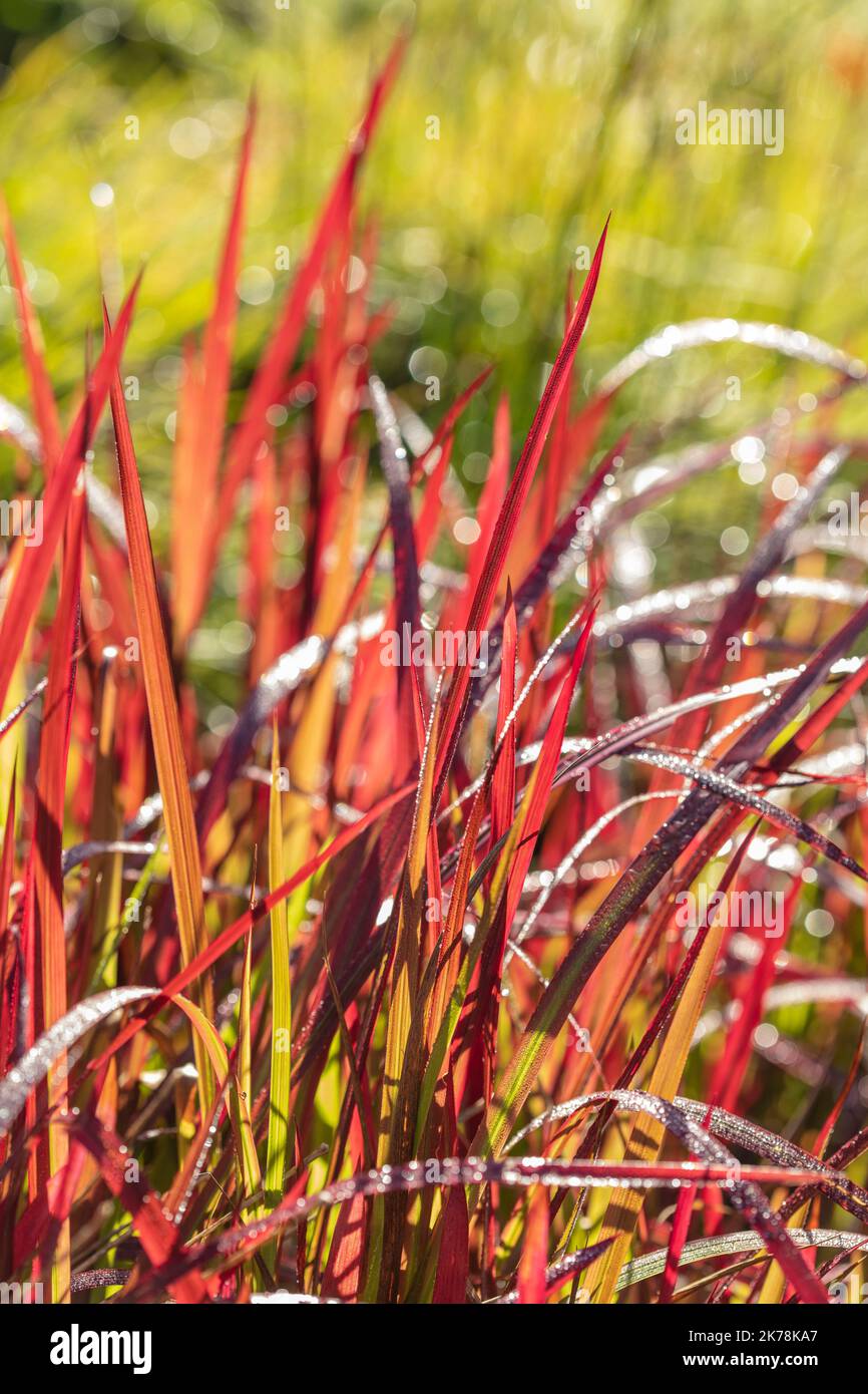 Outstanding Imperata cylindrica ‘Rubra’, cogon grass ‘Rubra’, Japanese ...